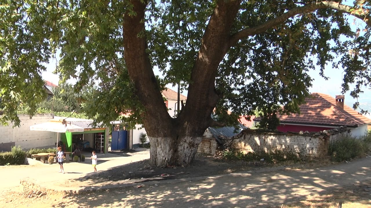 Rrapi 250-vjeçar në Kërçisht të Poshtëm, Monument Natyre
